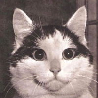 AasheeshLikePanner - LeetCode Profile