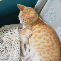 harsh1937 - LeetCode Profile