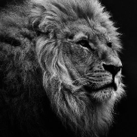 rsaisiddhu1106 - LeetCode Profile